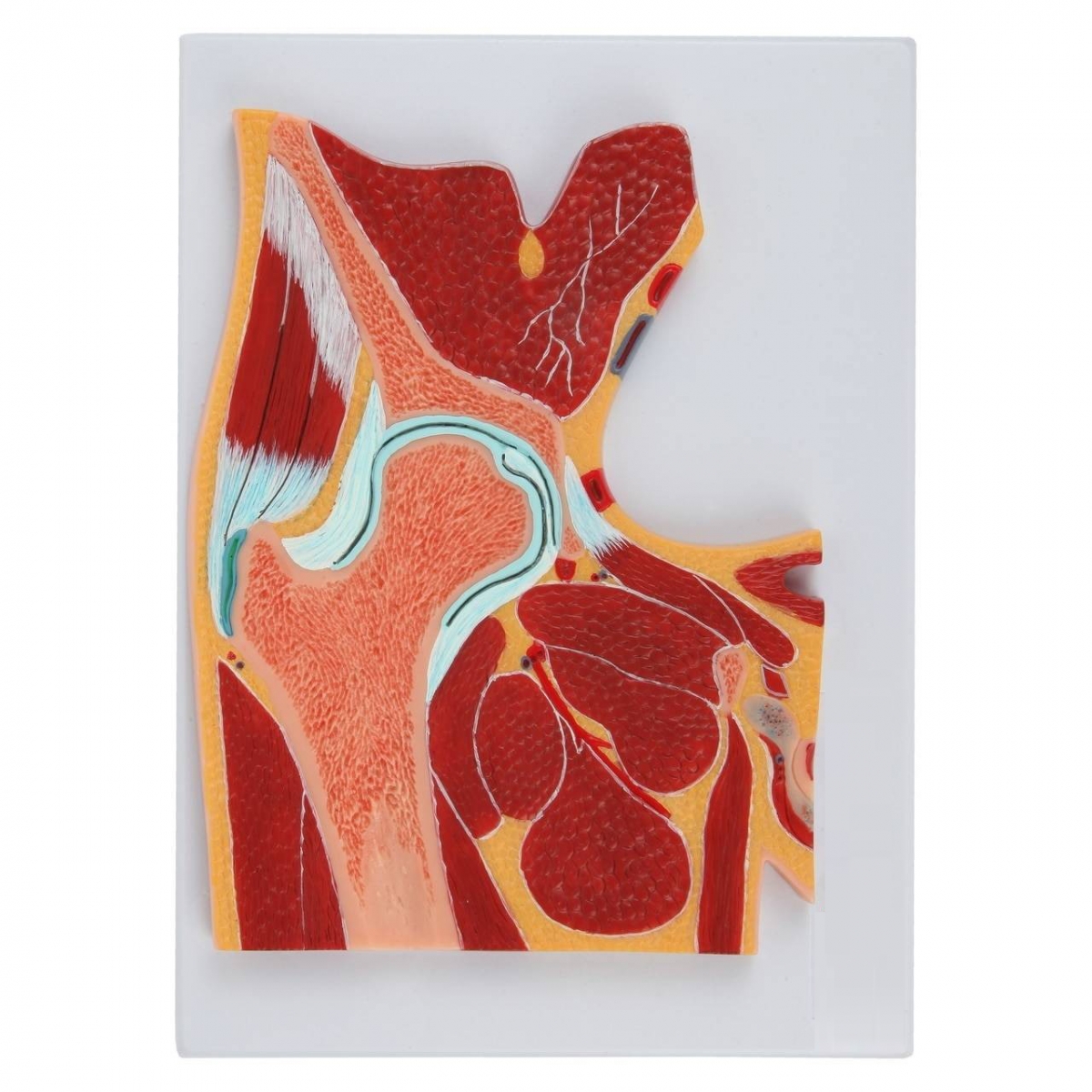 Myaskro Hip Joint & Cross Section Model Bundle | Anatomy Shop